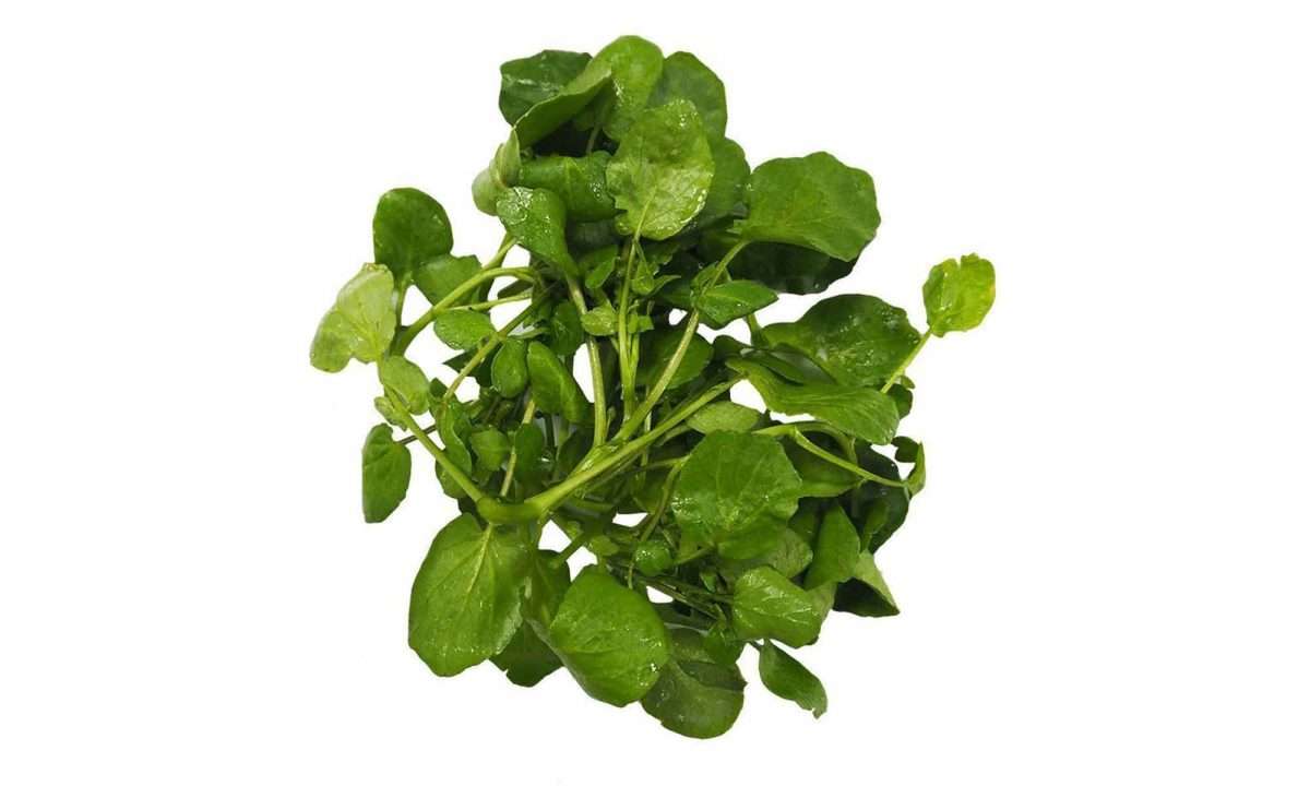 Watercress | Veg2Table