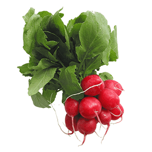 Radish | Veg2Table